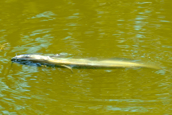 Catfish | Project Noah