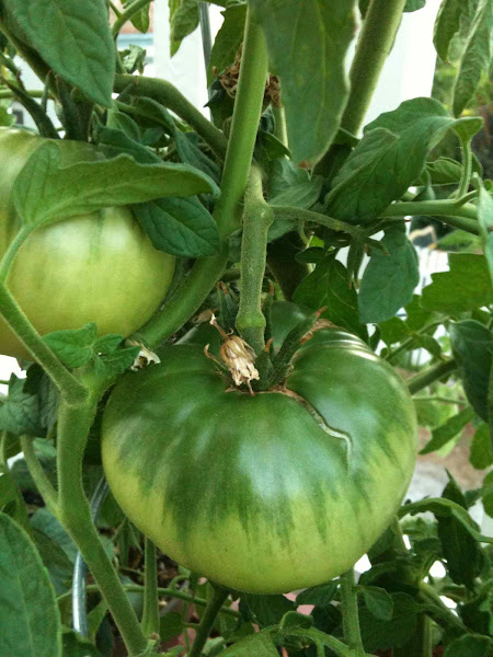 Purple Cherokee Heirloom Tomato | Project Noah