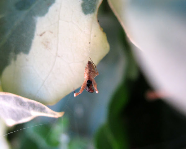 Hackled Orbweaver | Project Noah