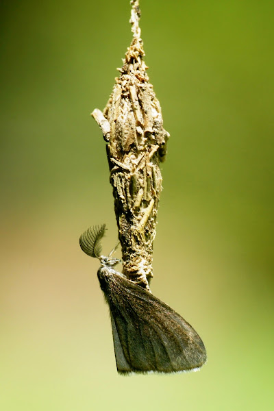 Bagworm Moth and Caterpillar (Mating) | Project Noah