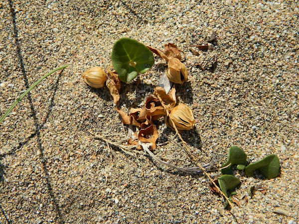 Shore bindweed seedpods | Project Noah