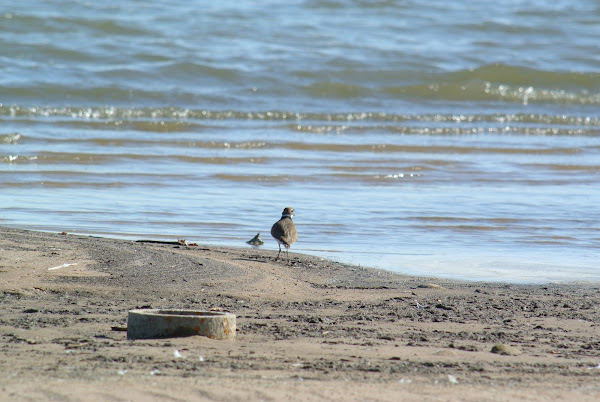 Killdeer | Project Noah