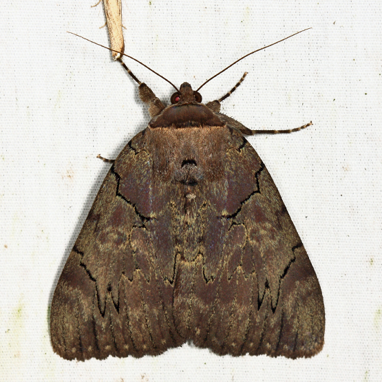 8832 - Darling Underwing | Project Noah