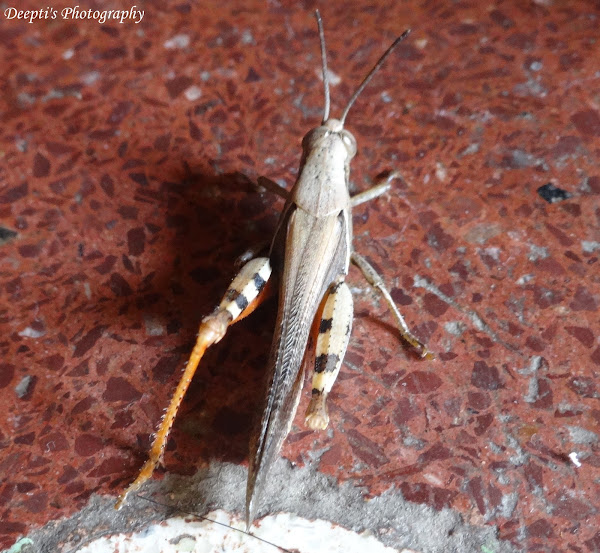 Unknown spotting | Project Noah