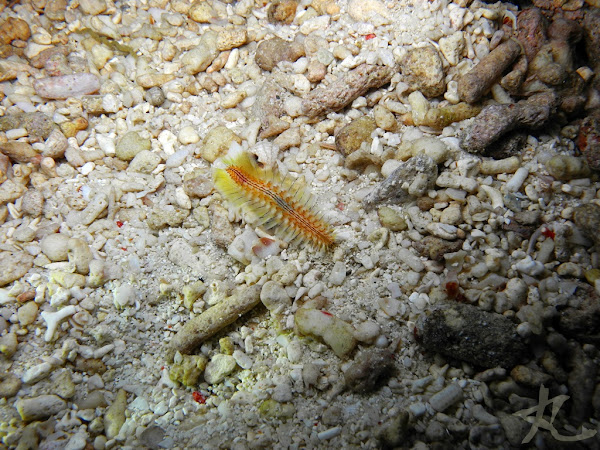 Dark-lined Fire Worm | Project Noah