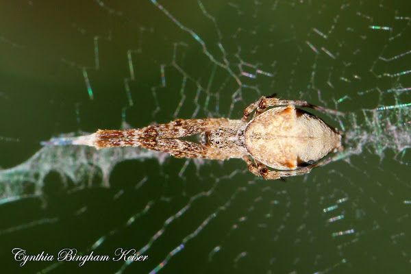 Hackled Orbweaver | Project Noah