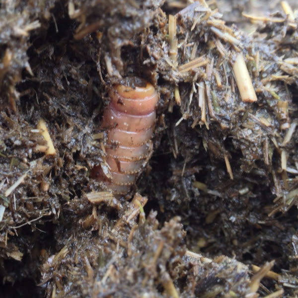 Botfly Larvae | Project Noah