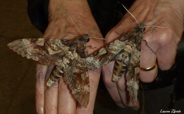 Sphinx Moth | Project Noah