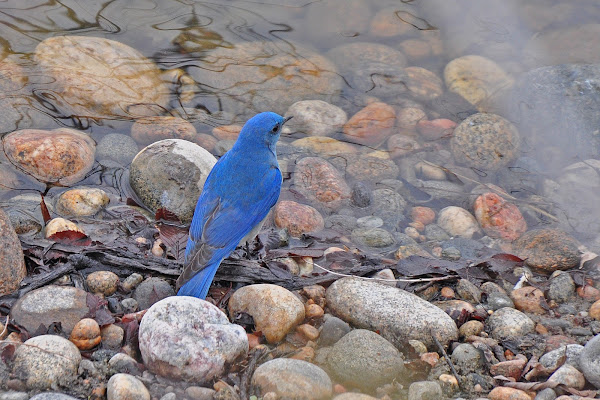 Mountain Bluebird | Project Noah