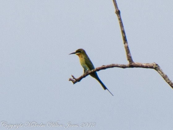 Blue-tailed Bee-eater | Project Noah
