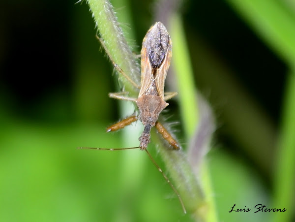 Assassin Bug | Project Noah
