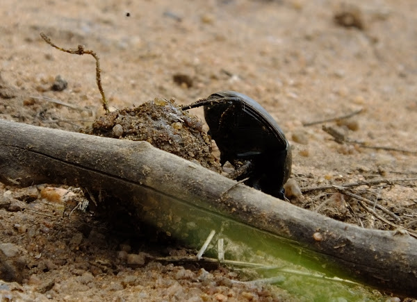 dung beetle | Project Noah