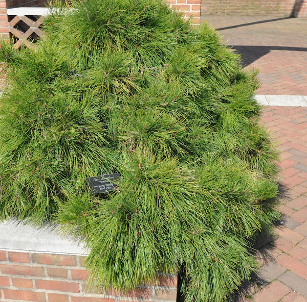 Weeping Japanese Red Pine | Project Noah