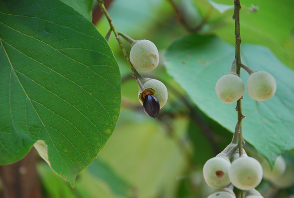 Fragrant Snowbell | Project Noah