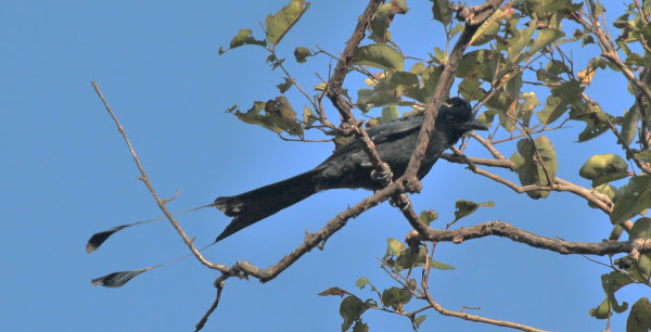 Greater Racket-tailed Drongo | Project Noah