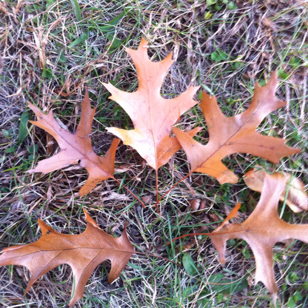 Cherrybark Oak | Project Noah