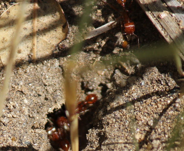 Red Ant | Project Noah