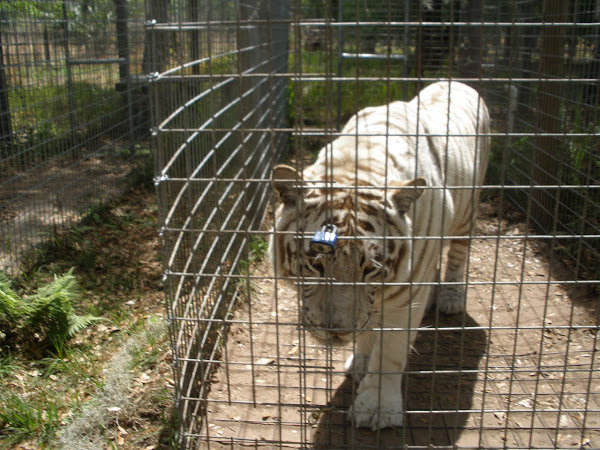 White Tiger | Project Noah