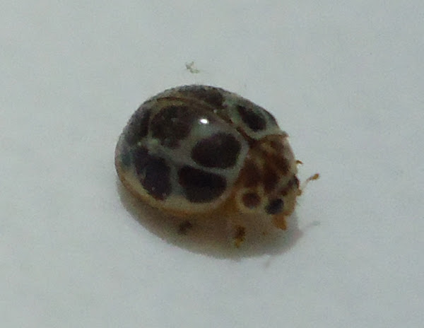 LADYBUG | Project Noah