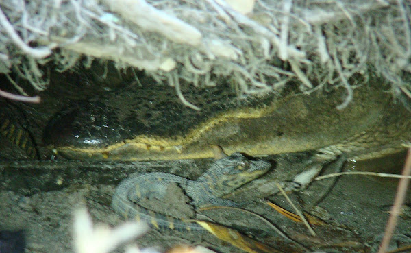 American Alligator Hatchlings | Project Noah
