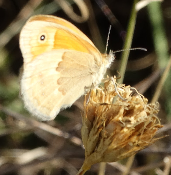 Small Heath | Project Noah