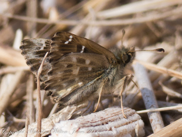 Mallow Skipper | Project Noah