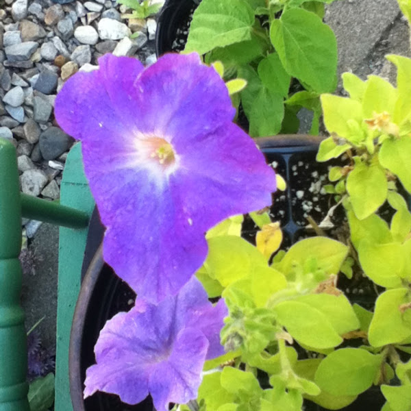 Petunia | Project Noah