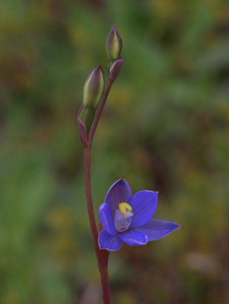 Blue sun orchid | Project Noah