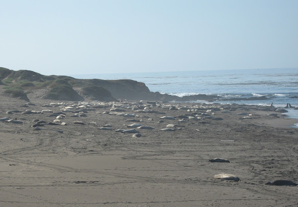 California Seal | Project Noah