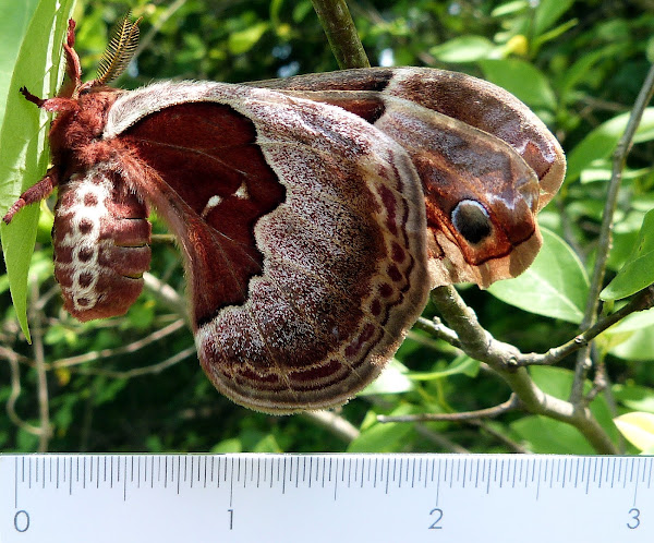 Promethea Silk Moth | Project Noah
