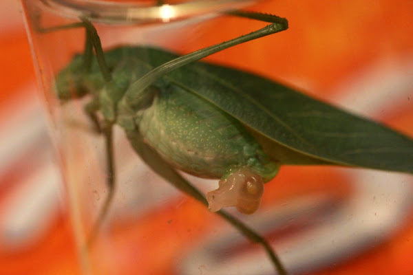 Broad-winged Katydid | Project Noah