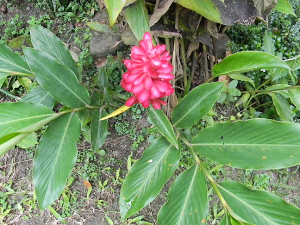 red ginger, pink cone ginger | Project Noah