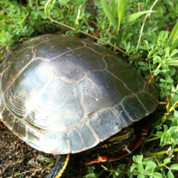 Western Painted Turtle | Project Noah