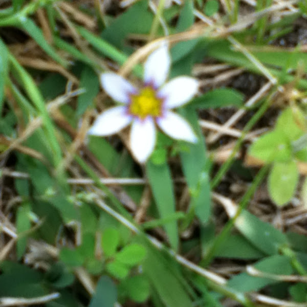 Blue-eyed grass | Project Noah