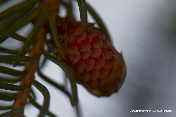 Spruce | Project Noah