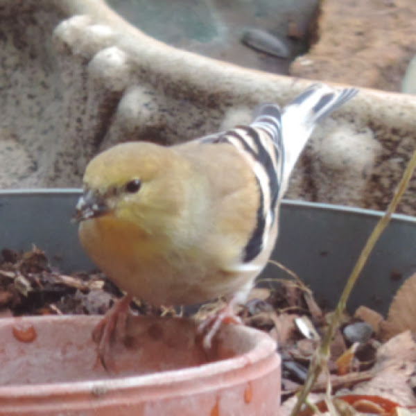 Goldfinch | Project Noah