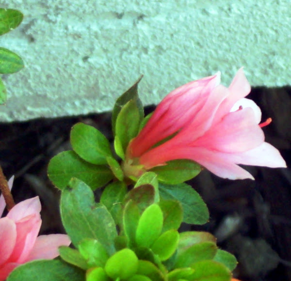 Azalea | Project Noah