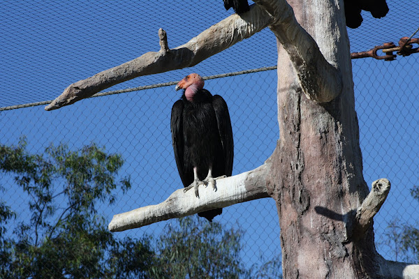California Condor | Project Noah