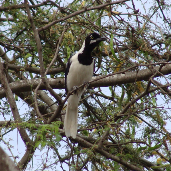 White-tailed jay | Project Noah