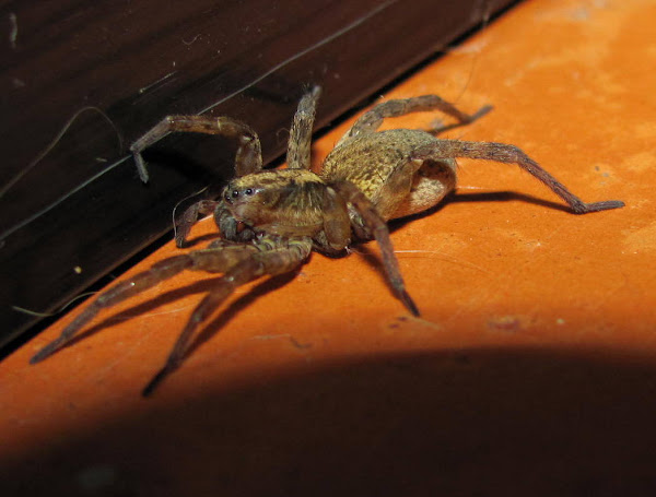Wolf spider | Project Noah