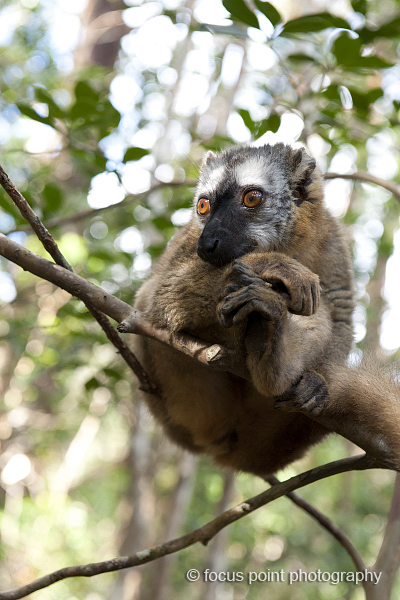Common brown lemur | Project Noah