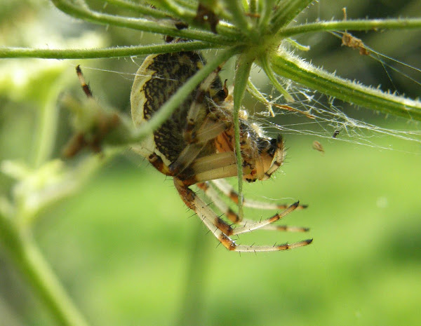 Marbled Orb Weaver | Project Noah