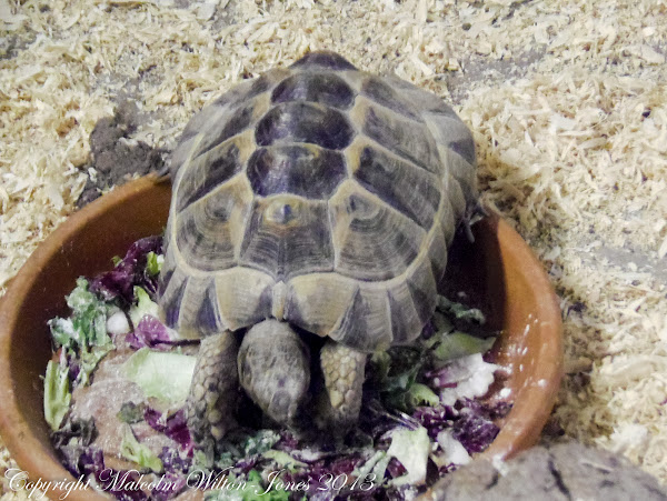 Tortoise | Project Noah