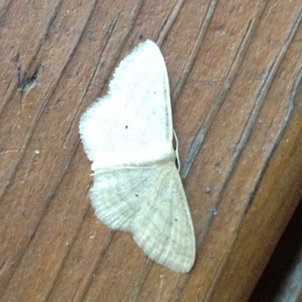 Soft lined wave moth | Project Noah