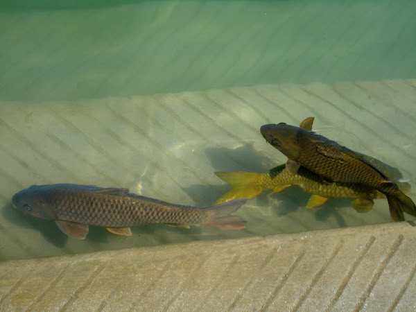 Common carp | Project Noah