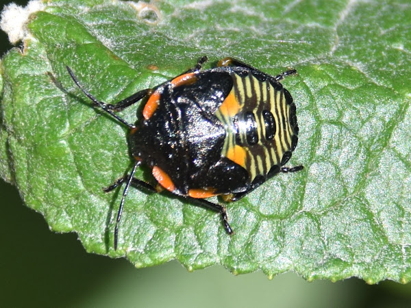Green Stink bug nymph | Project Noah