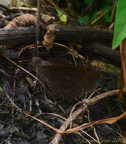 Skipper | Project Noah