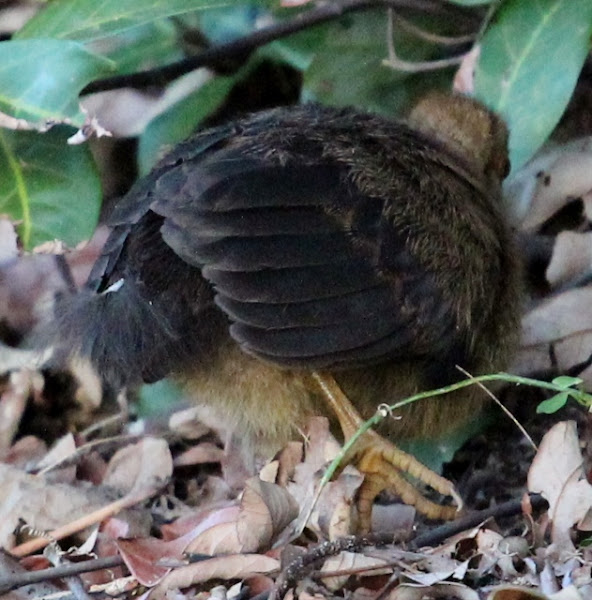 Baby Brush Turkeys | Project Noah