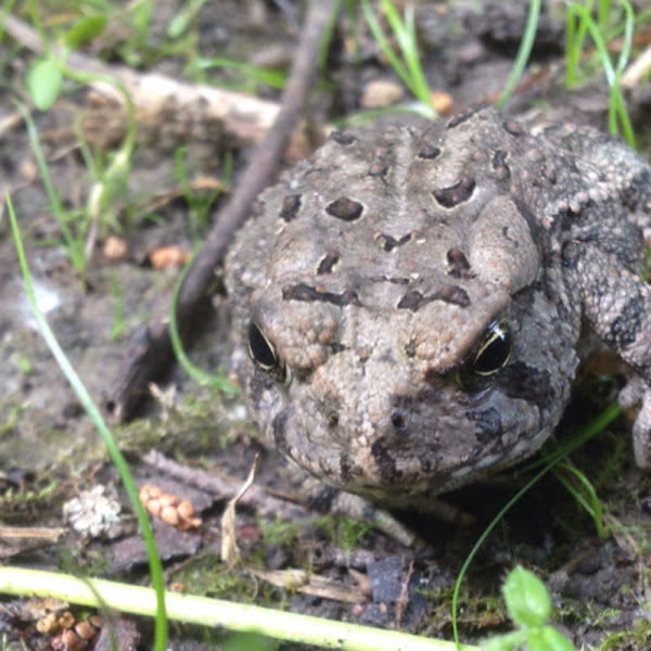 Fowler's Toad | Project Noah