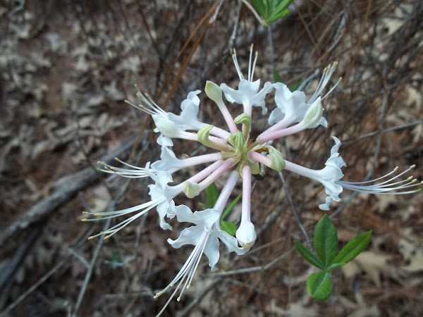 Wild Azalea | Project Noah